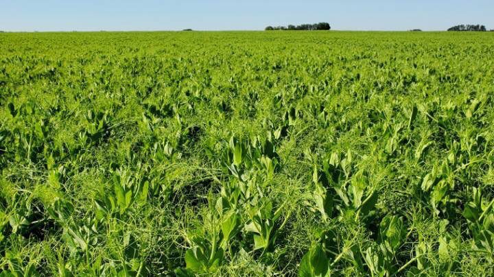 Saskatchewan Pulse Growers Meeting - Northeast, SK - Horizon Fertilizers