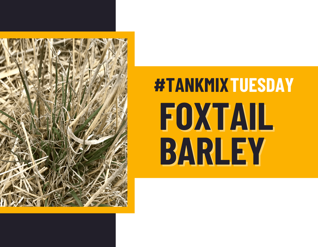 #TankMixTuesday - Foxtail Barley - Horizon Fertilizers