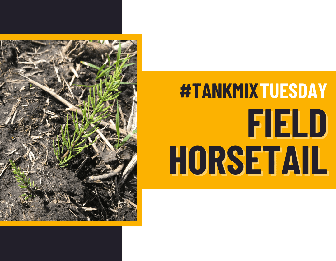 #TankMixTuesday - Field Horsetail - Horizon Fertilizers